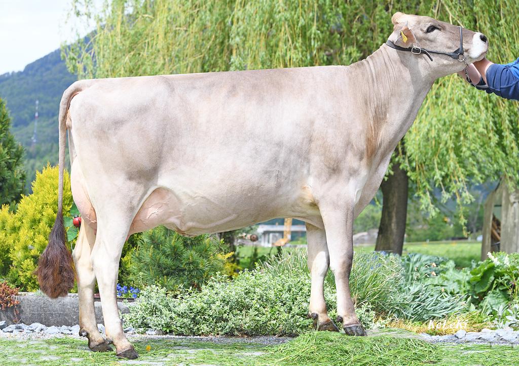 Zwei neue Braunvieh Stiere im Zweiteinsatz! - Swissgenetics